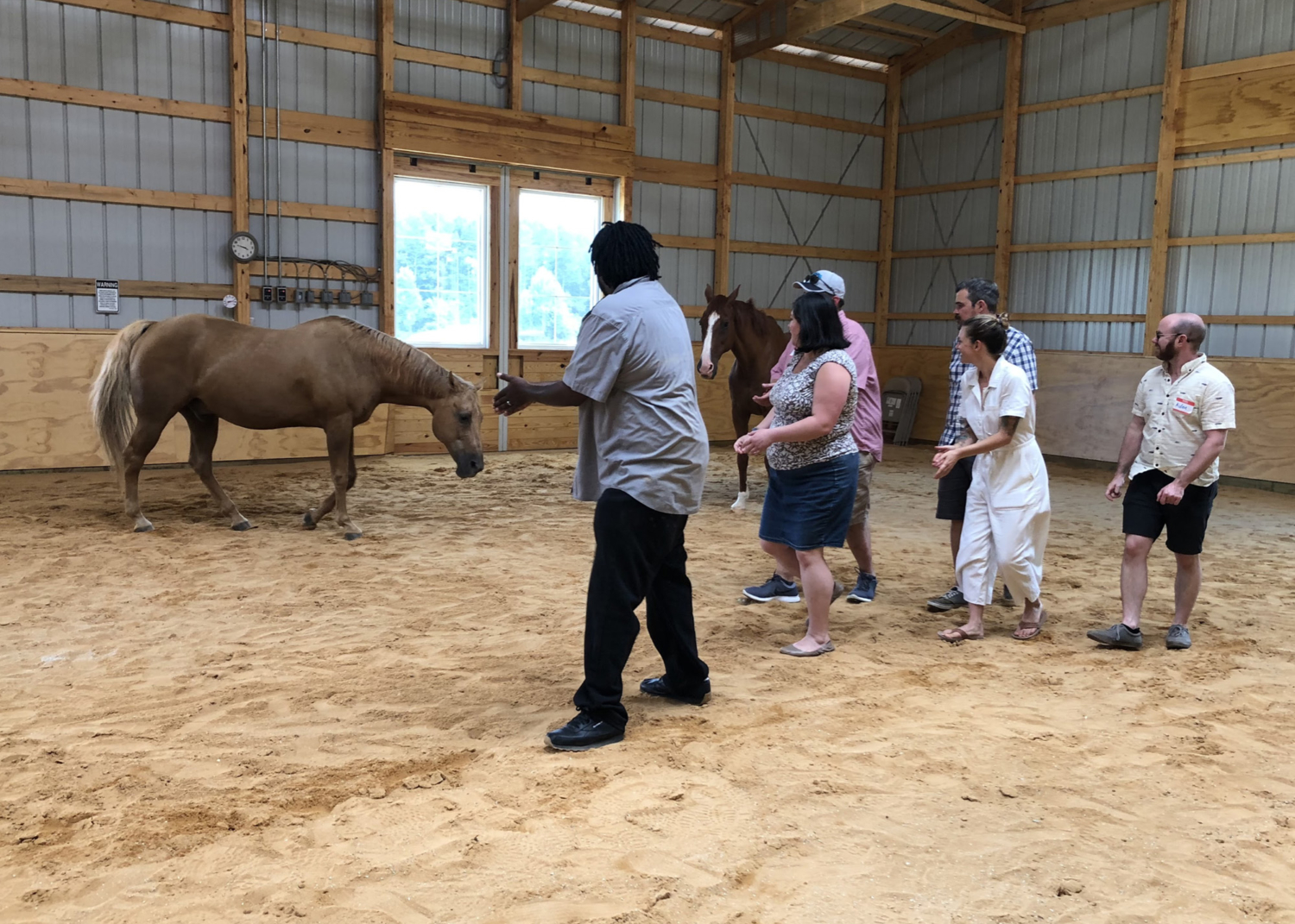 Equine Assisted Learning for Groups - Clearwind Farm, Workshops, Teams