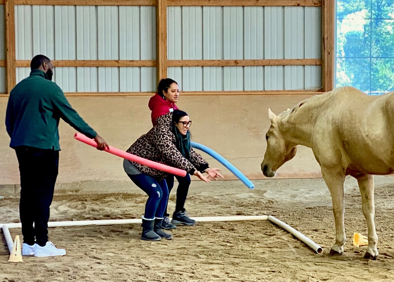 Equine Assisted Learning for Groups - Clearwind Farm, Workshops, Teams